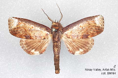 Papua Insects Foundation (Lepidoptera/Euteliidae/Euteliinae/Paectes ...